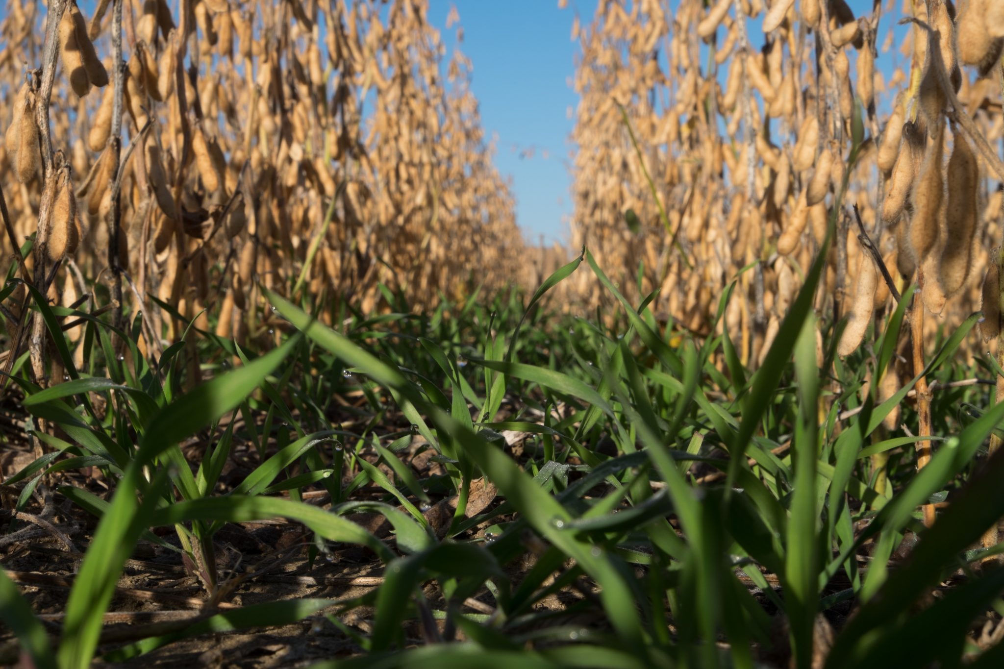 Learn About Cover Crops | IAWA
