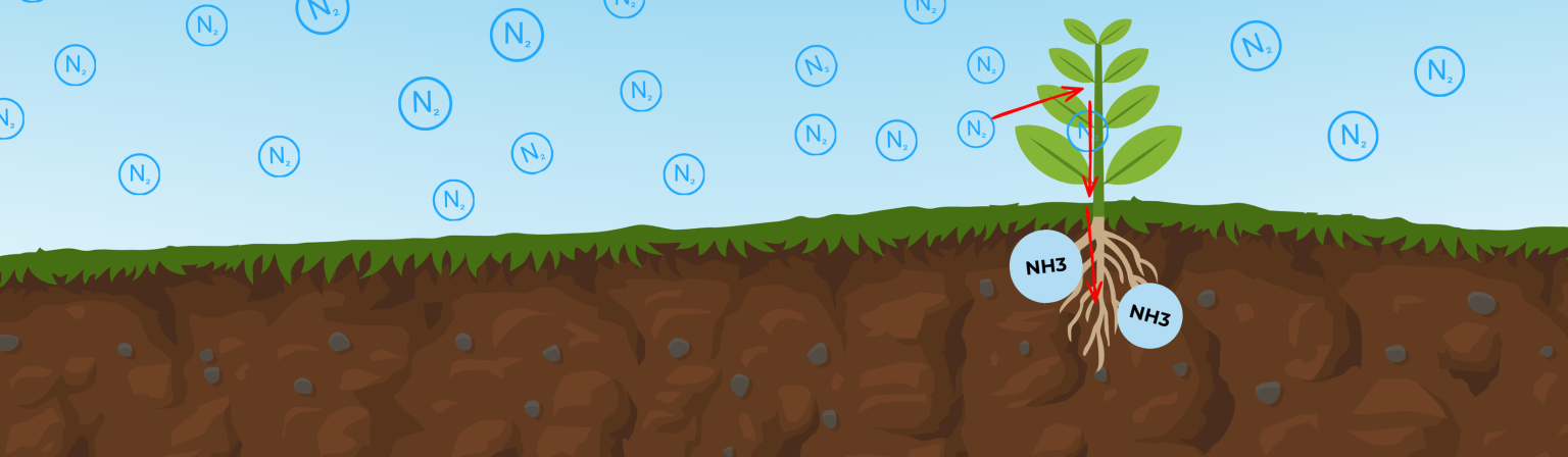 Nitrogen Cycle | Iowa Agriculture Water Alliance